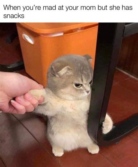 This Is Cute R Memes