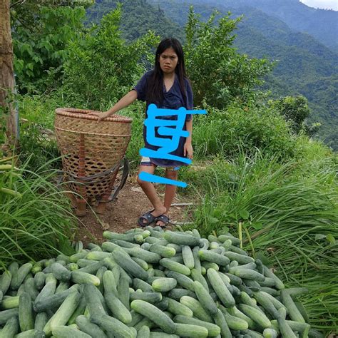 Travalexis The Most Famous Bent Palm Tree In The Facebook