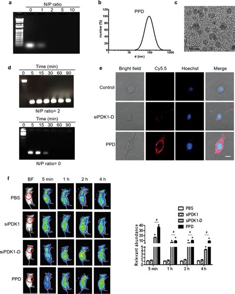 The Sipdk1‐pd‐l1 Mab‐dendrimer Complex Ppd Is Composed Of Small Download Scientific Diagram