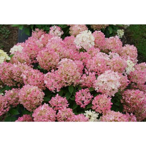 The 10 Best Compact Hydrangeas For Small Spaces