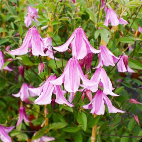 Clematis Pink Delight (Diversifolia Group) for Sale online in EU ...