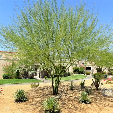 7 Fast Growing Trees For California Homes Plants Express