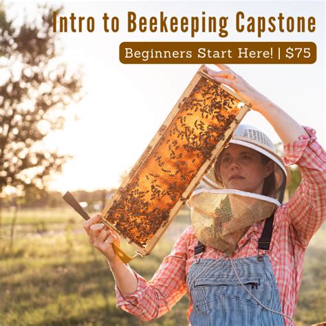 Online Beekeeping Classes Two Hives Honey Honey And Hive Tours In Austin Tx