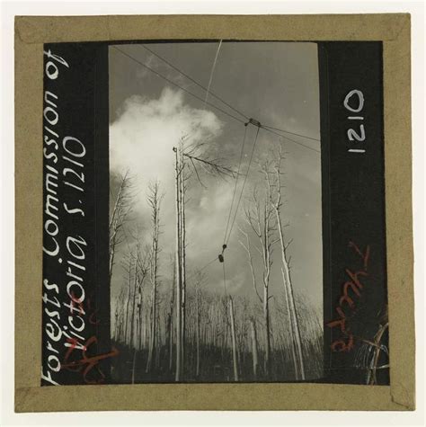 Skyline And High Lead Logging Victoria S Forests And Bushfire Heritage