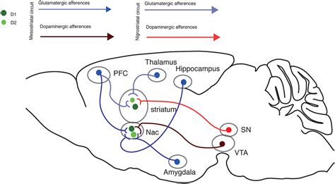 Frontiers Modulation Of The Glutamatergic Transmission By Dopamine A Focus On Parkinson
