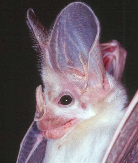 Australian Ghost Bat Facts