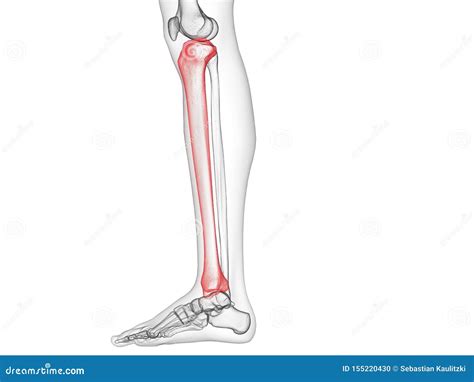 Tibia Bone Royalty Free Cartoon 88891415