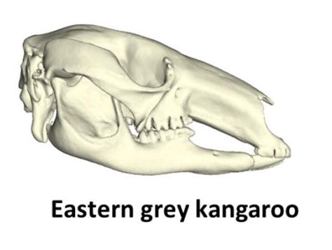 Kangaroo Teeth Anatomy