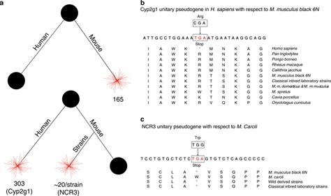 Unitary Pseudogenes In Human And Mouse A Summary Of Unitary Pseudogenes