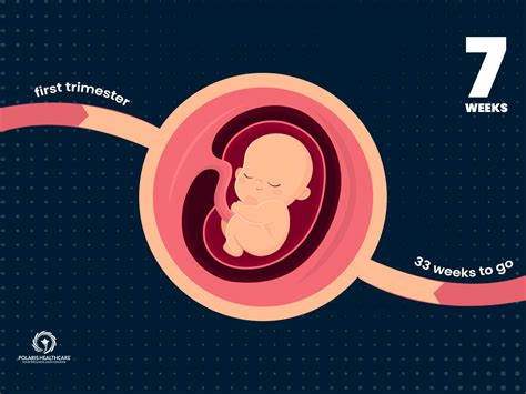 Creation Coloring Pages Day 7 Embryo [2025]