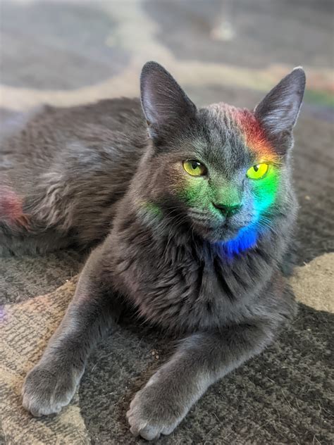 Rainbow Cat Rrainbowcats