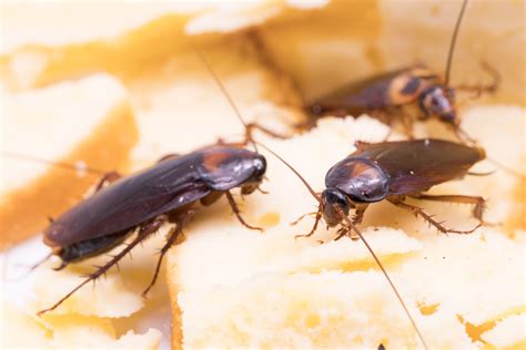 Cockroach Control In Restaurants Ensuring A Clean And Pest Free