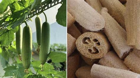 Types Of Gourds With Pictures And Identification Chart