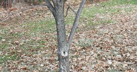 Northern Pecans Dormant Pecan Tree Pruning