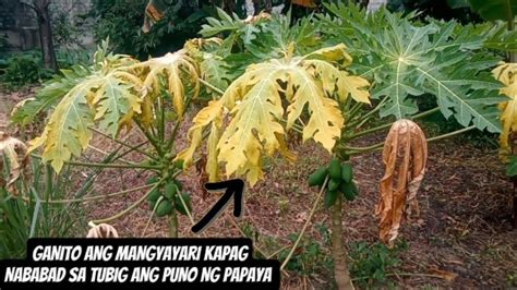 Ganito Ang Mangyayari Kapag Nababad Sa Tubig Ang Puno Ng Papaya Youtube