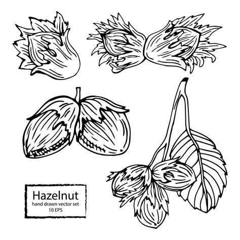 Hazelnut Shell Drawing At Aurora Mcdonald Blog