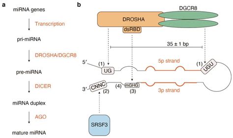 Network Regulation Of Microrna Biogenesis And Target Interaction