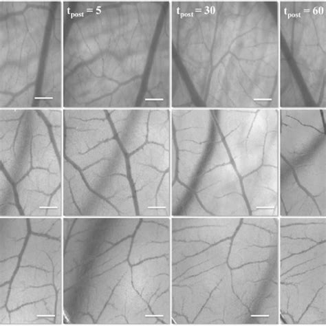 Structures Of The Cell Walls Of Three Different Classes Of Microbial Download Scientific