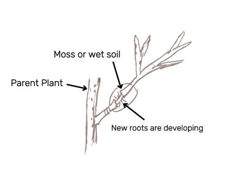 Layering Propagation And Its Incredible Types Garden Chains