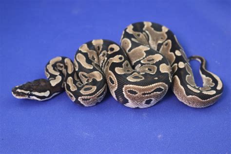 Axanthic Mj Ball Python Traits Morphpedia Axanthic Mj Ball Python Traits Morphpedia