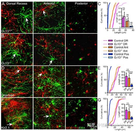 嗅觉系统浅谈 知乎