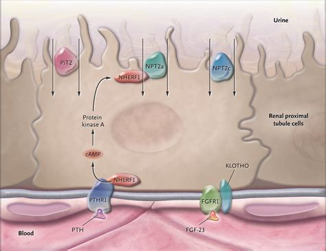 Genetic Disorders Of Renal Phosphate Transport New England Journal Of