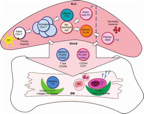 Generation And Maintenance Of Immune Memory During The Course Of An