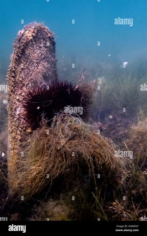 Underwater Photography Of A Pinna Nobilis Known By The Common Names Noble Pen Shell And Fan