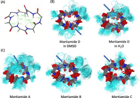 A Backbone Of The Mortiamide D Conformer Obtained After Running The Download Scientific