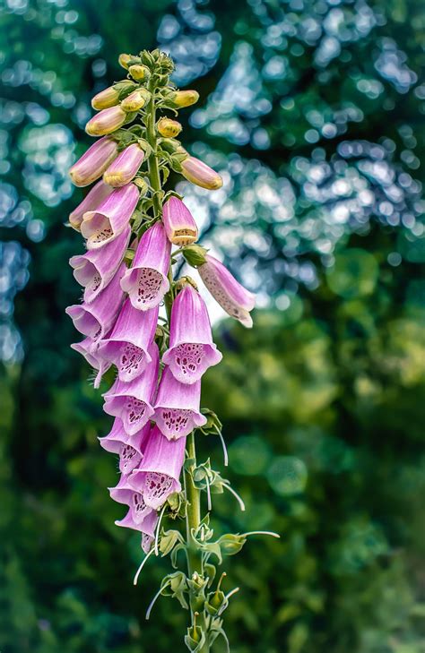 What Is The Foxglove Flower