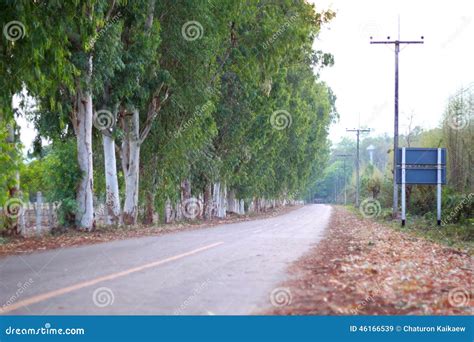 Tree Lined Road Stock Image Image Of Leaf Driveway 46166539