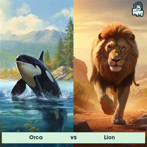 Orca Predator Prey Interactions Fights And Aggressive Behaviors
