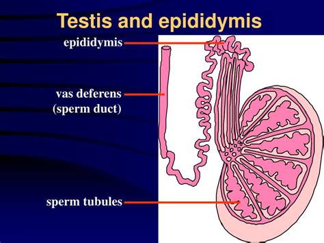 Ppt Reproduction Powerpoint Presentation Free Download Id468630
