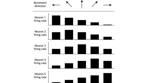Execution Of Movement Foundations Of Neuroscience