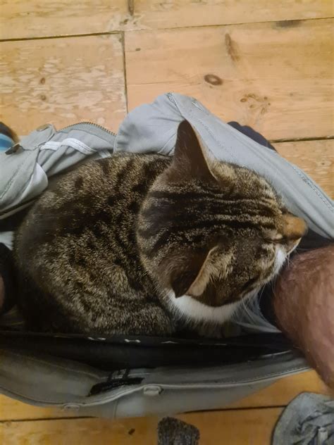 Cant Even Poop In Peace Catsoftwitter Cute Rbutterjack