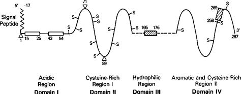 Figure 2 From Osteonectin Cdna Sequence Reveals Potential Binding Regions For Calcium And
