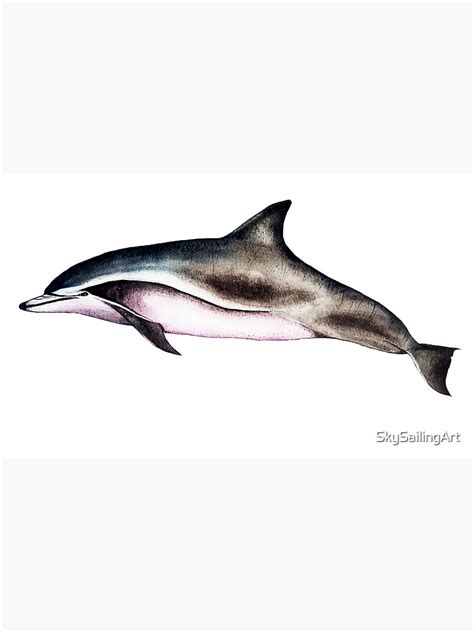 Clymene Dolphin Drawing