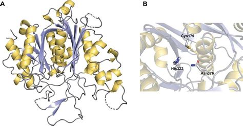Crystal Structure Of A Ketosynthase Domain That Catalyses Chain