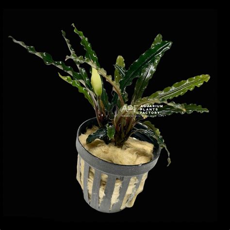 Bucephalandra Alamanda Blue Aquarium Plants Factory®