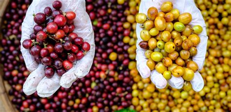 Was ist Bourbon? | Das Kaffee-Wiki von Tchibo