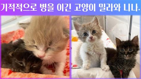 생존율이 극악으로 낮은 병을 기적적으로 이겨낸 고양이 밀라와 니나 스토리 Youtube