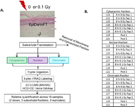 experimental design for 8 plex itraq experiment a reconstituted skin