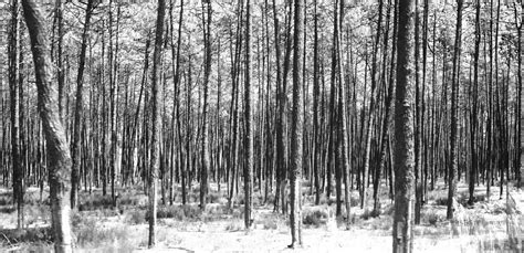 무료 이미지 늪 분기 눈 겨울 검정색과 흰색 트렁크 자작 나무 단색화 시즌 가문비 습지 작은 숲 삼림지 서식지 생태계 생체 흑백 사진 자연