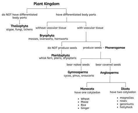 What Is Classification Of Plant Kingdom At Ernest Prather Blog