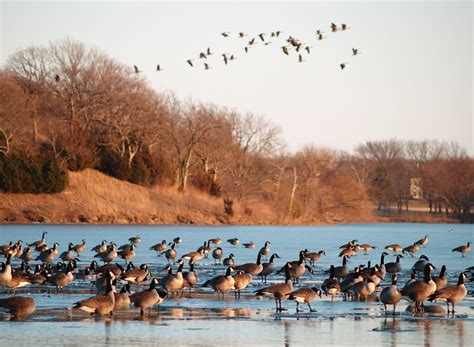 It Is Out Of Our Control What Pollutants Are Causing Dangerous Algae To Grow In This Kansas Lake