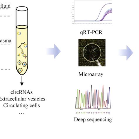 Potential Application Of Circular Rnas As Liquid Biopsy Biomarkers Download Scientific Diagram