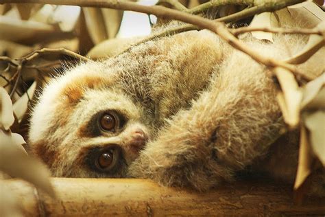 Con T L L Con G C I M I S Ng Con T L Vi T Nam