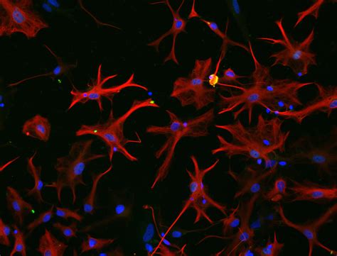 measuring cell fluorescence using imagej