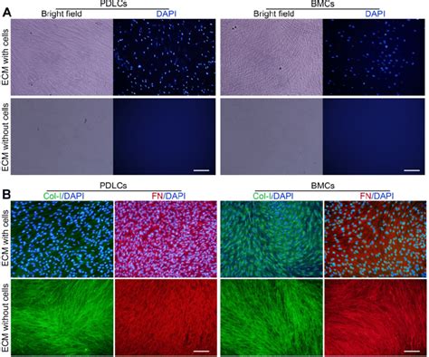 Representative Images Showing Decellularization Of B Ecm And P Ecm A