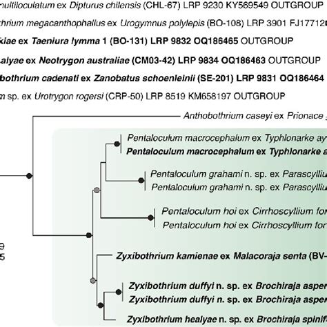 phylogenetic tree resulting from bayesian inference and maximum